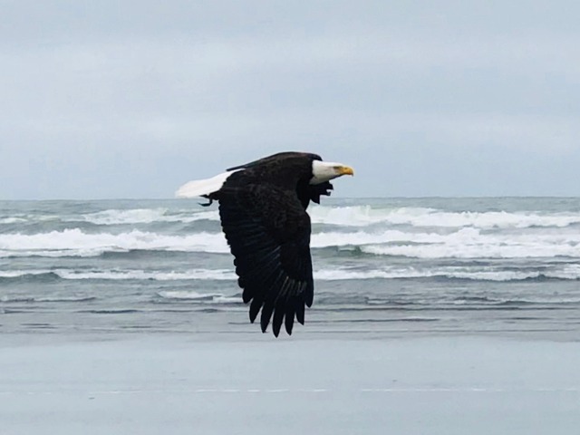 Aigle Vol En Volant - Photo gratuite sur Pixabay - Pixabay