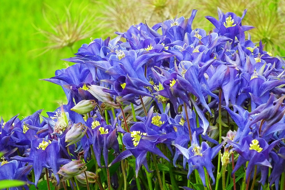 Enziane Blumen Lilane - Kostenloses Foto auf Pixabay