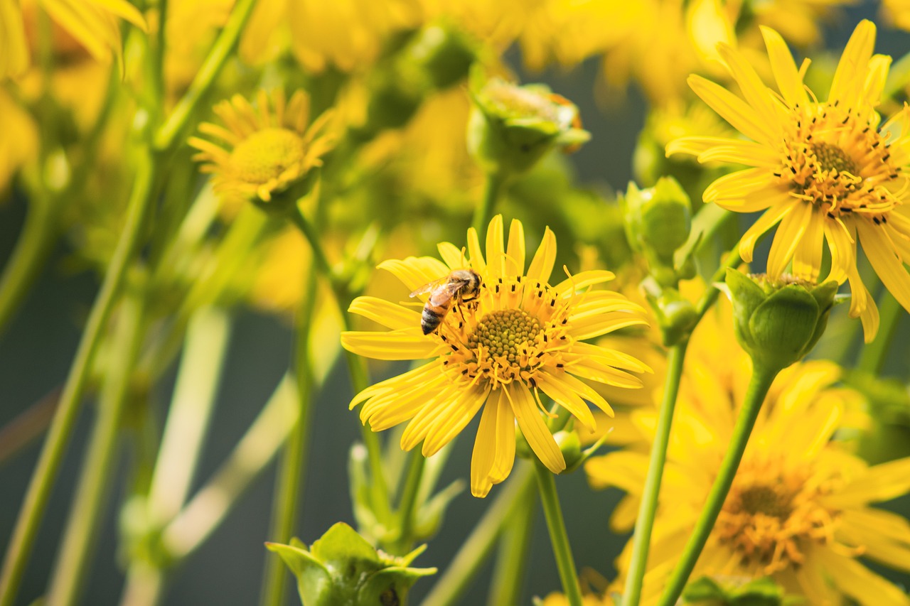 Bee Insect Pollinate - Free photo on Pixabay - Pixabay