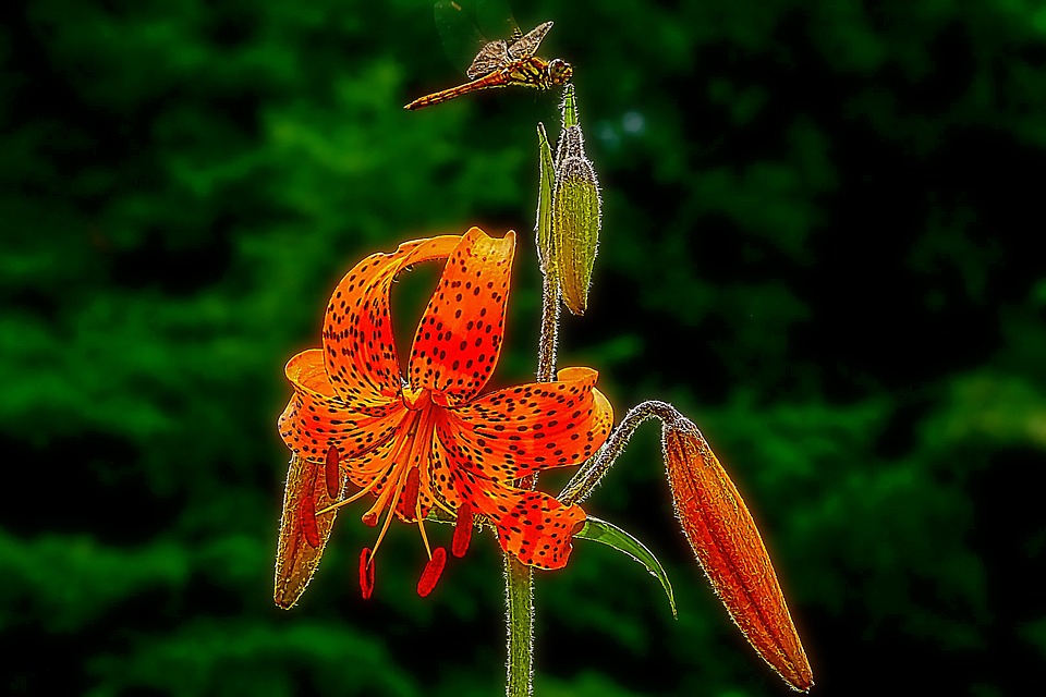 Flower Tiger Lily Dragon-Fly - Free photo on Pixabay - Pixabay