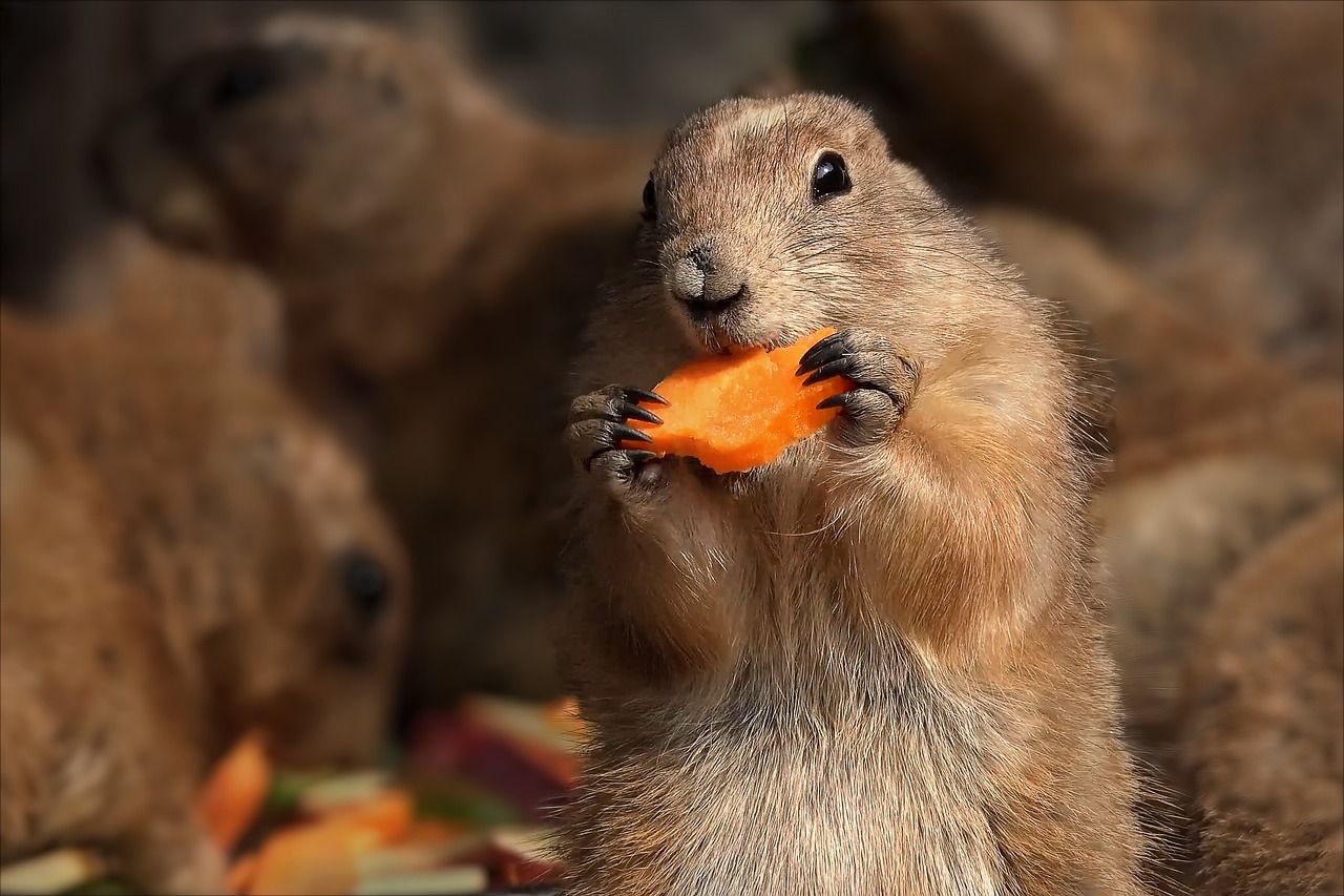 50,000+ Free Prairie Dog & Nature Images - Pixabay