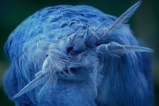 20+ Free Shoebill & Bird Photos