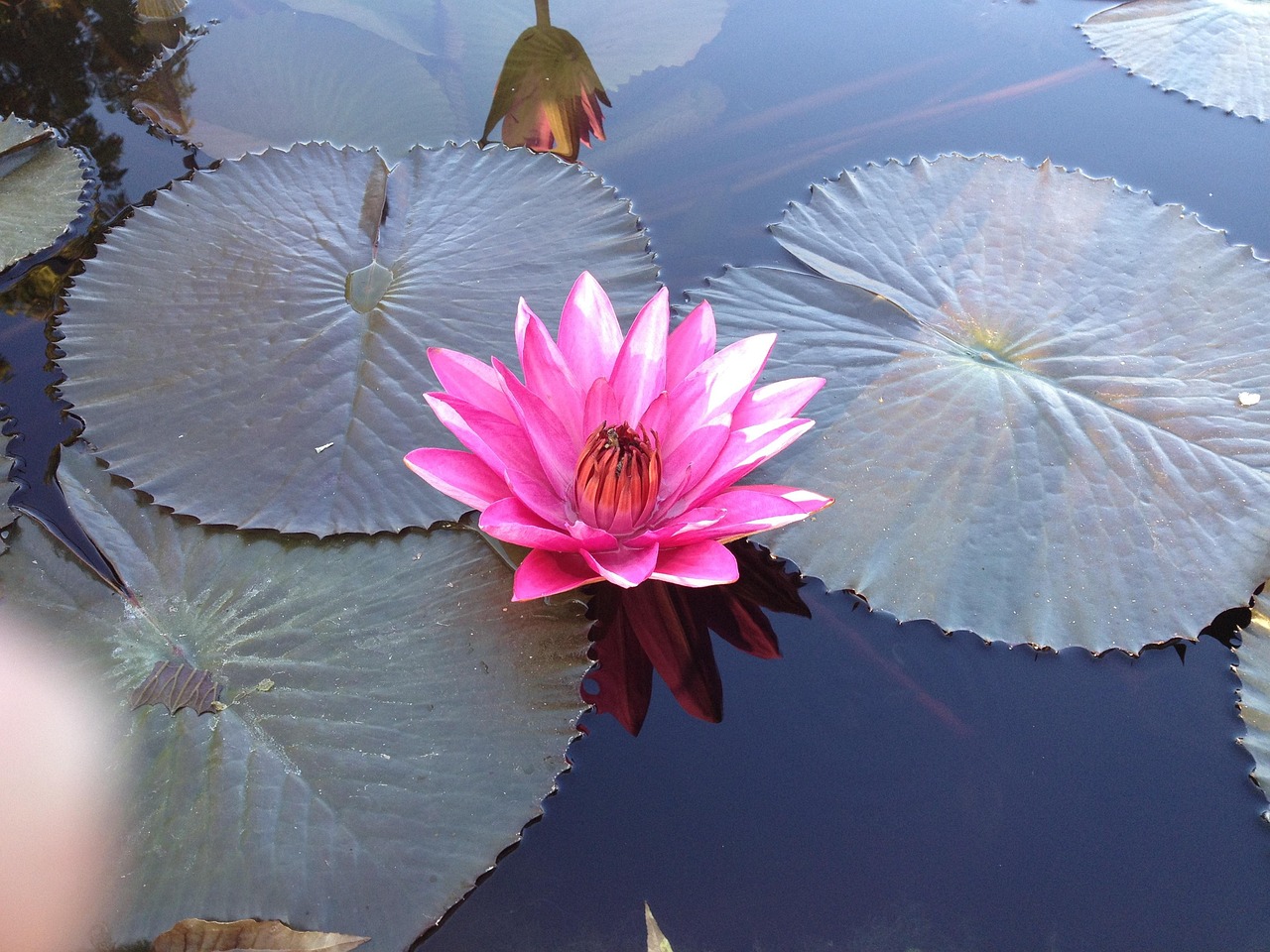 Water Lily San Angelo - Free photo on Pixabay - Pixabay