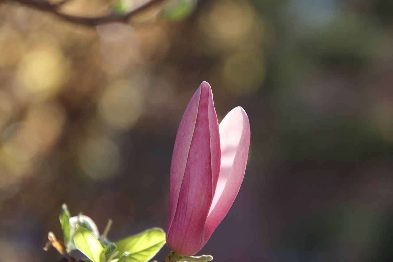 Magnolia Blomma Rosa - Gratis foto på Pixabay - Pixabay