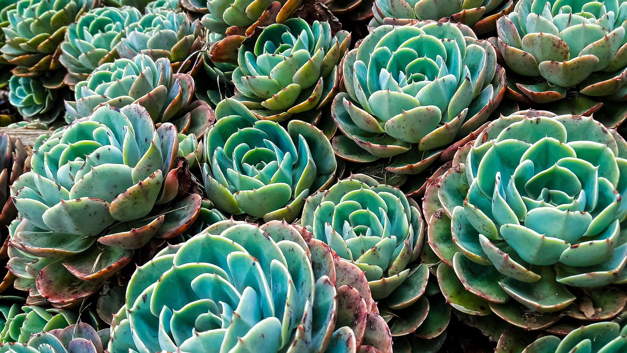 Sukulenty Rostliny Zahrada - Fotografie zdarma na Pixabay - Pixabay