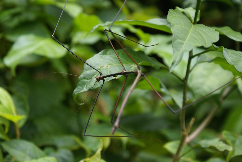 Phasmids Stick Insects Canes Bug Free Photo On Pixabay Pixabay