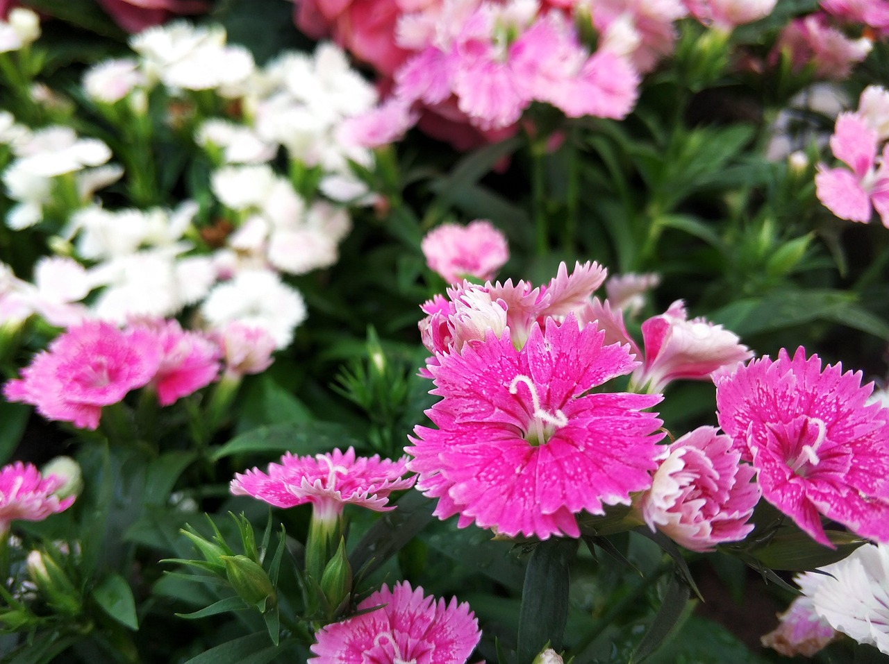 Jardim Planta Flores - Foto gratuita no Pixabay - Pixabay