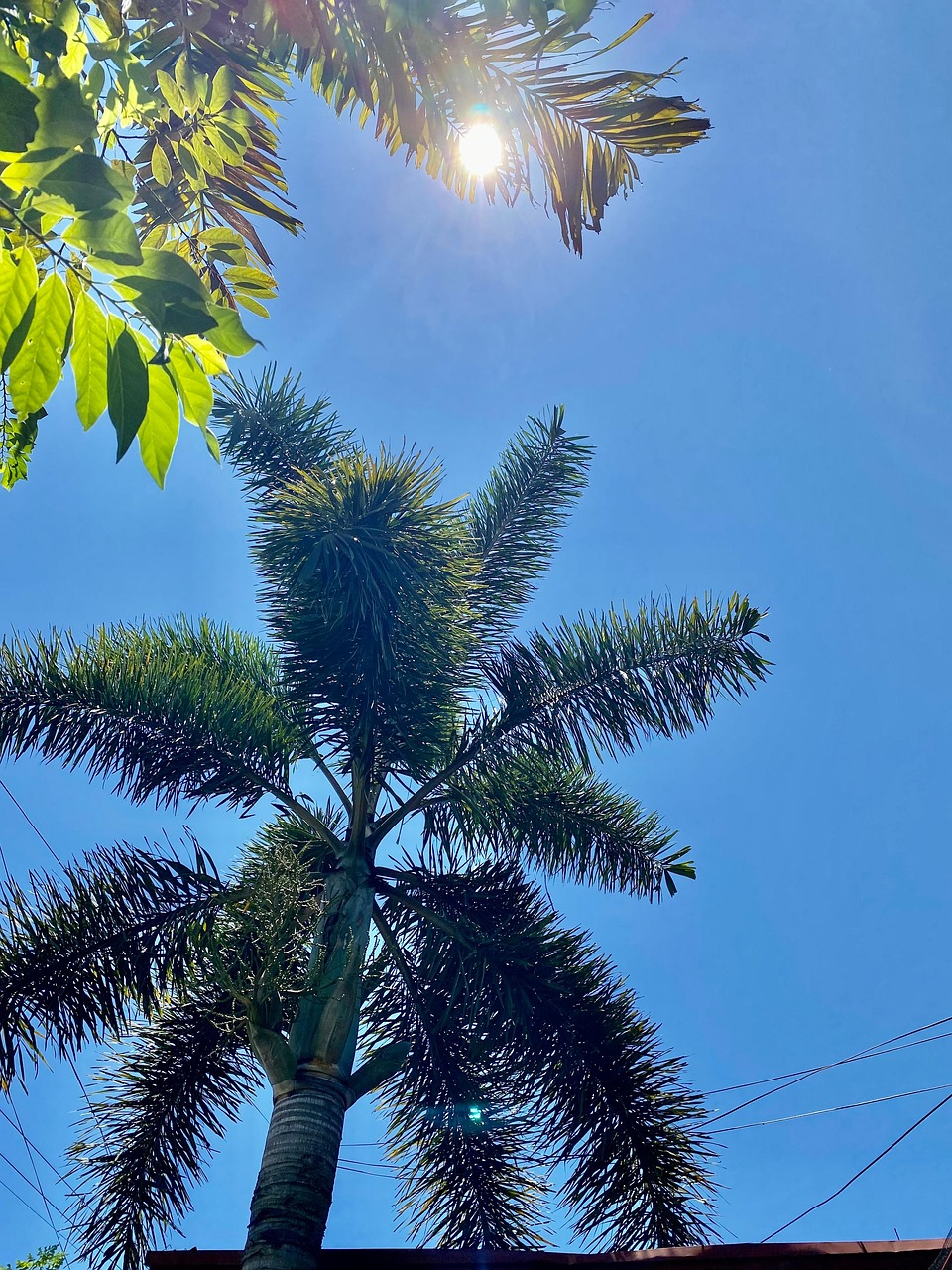 Sun Leaves Nature - Free photo on Pixabay - Pixabay