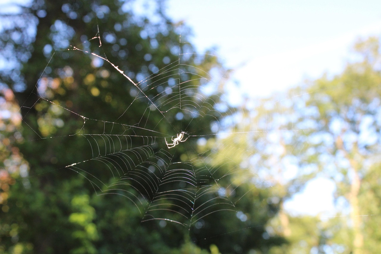 Spider Arachnid Web - Free photo on Pixabay