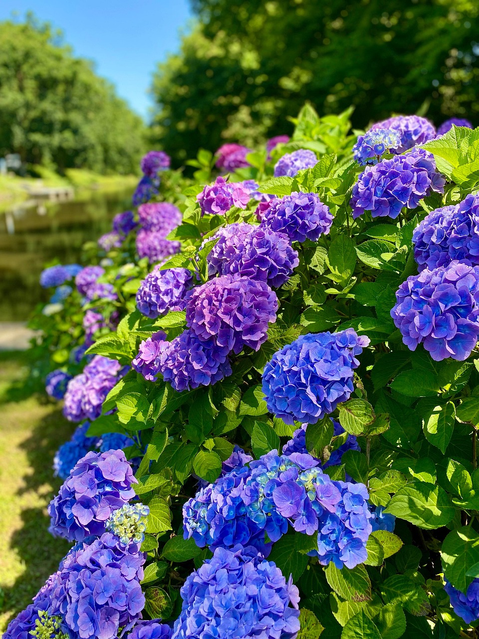 Hydrangea Bunga-Bunga Kebun - Foto gratis di Pixabay - Pixabay