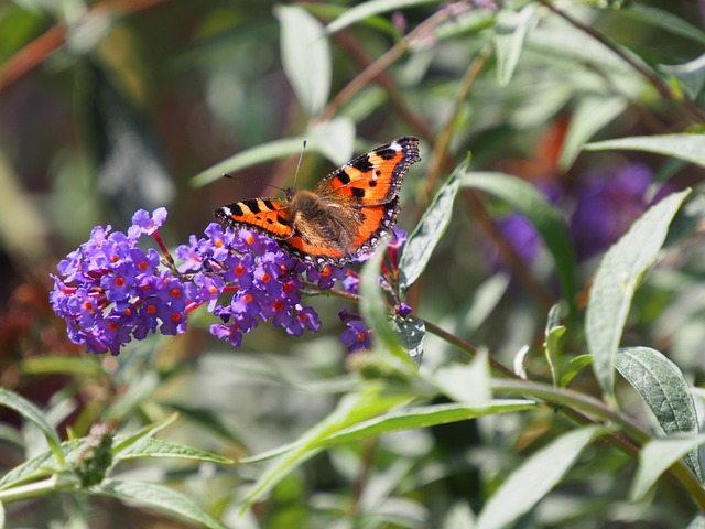 Butterfly Bush Papillon - Photo gratuite sur Pixabay