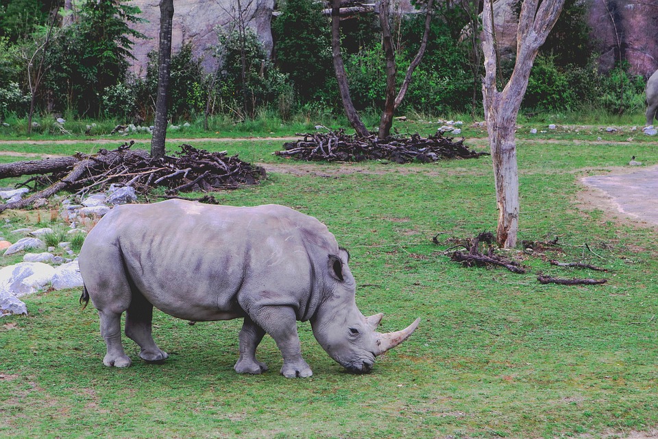 Rhinoceros Rhino Animal - Free photo on Pixabay