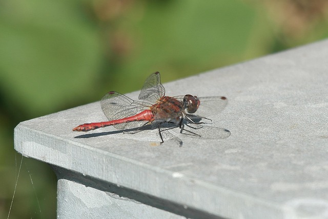 Libelle Insekt Makro - Kostenloses Foto auf Pixabay - Pixabay