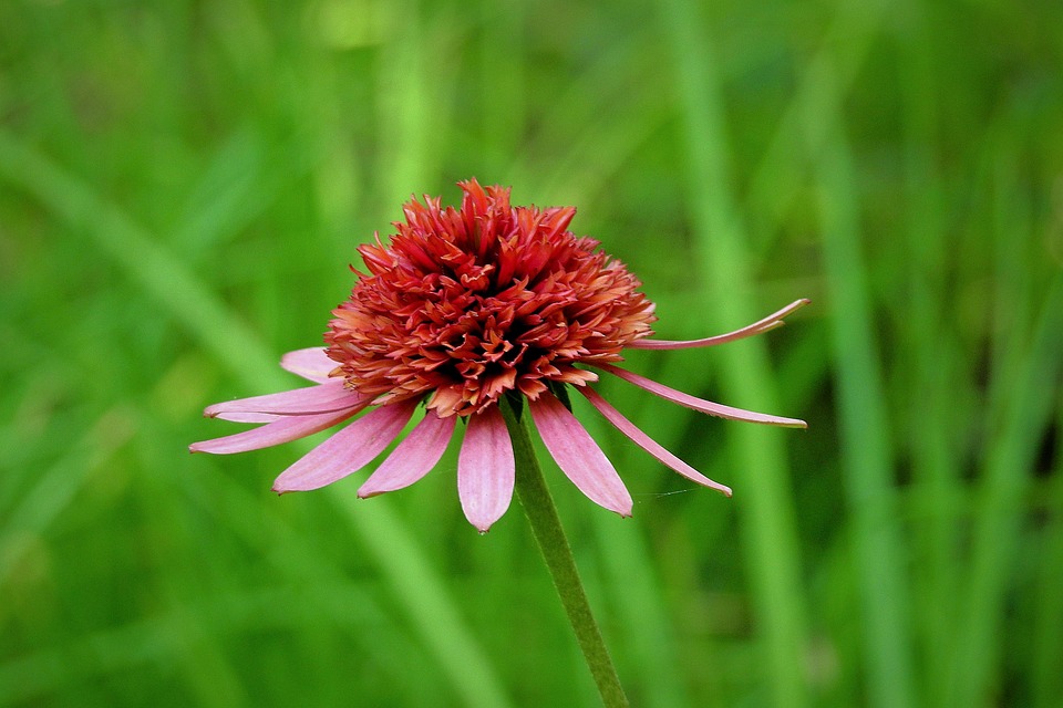 Fleur Bloom Nature - Photo gratuite sur Pixabay - Pixabay