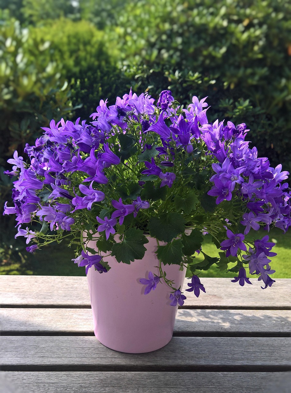 Bellflowers 꽃들 공장 냄비 - Pixabay의 무료 사진 - Pixabay