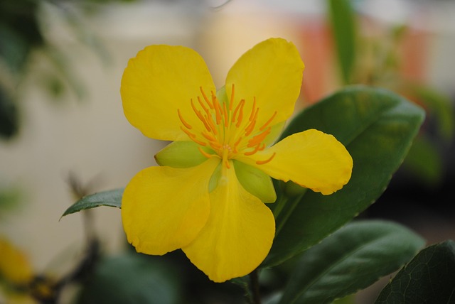 Fleur De Mai Jaune Plantes - Photo gratuite sur Pixabay - Pixabay