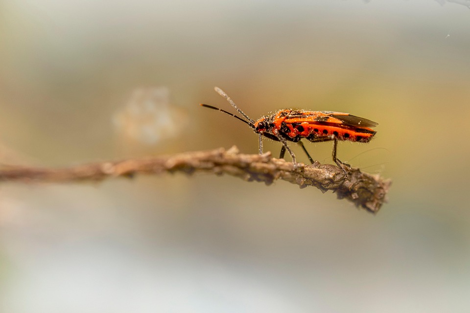 Cinnamon Bug Branch Black And - Free photo on Pixabay