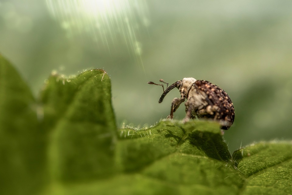 Gorgojo Del Pino Grande Insecto - Foto gratis en Pixabay