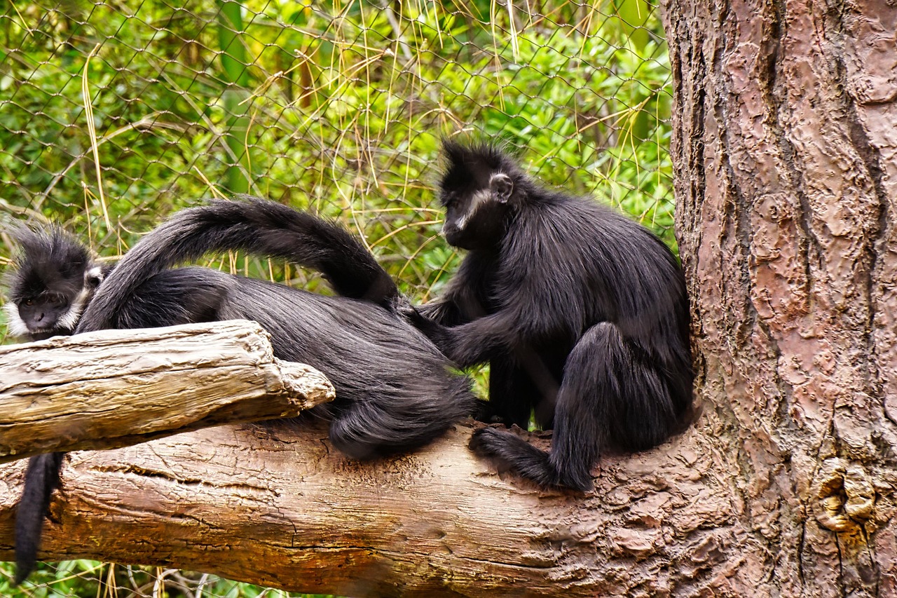Monos Animales Rama - Foto gratis en Pixabay - Pixabay