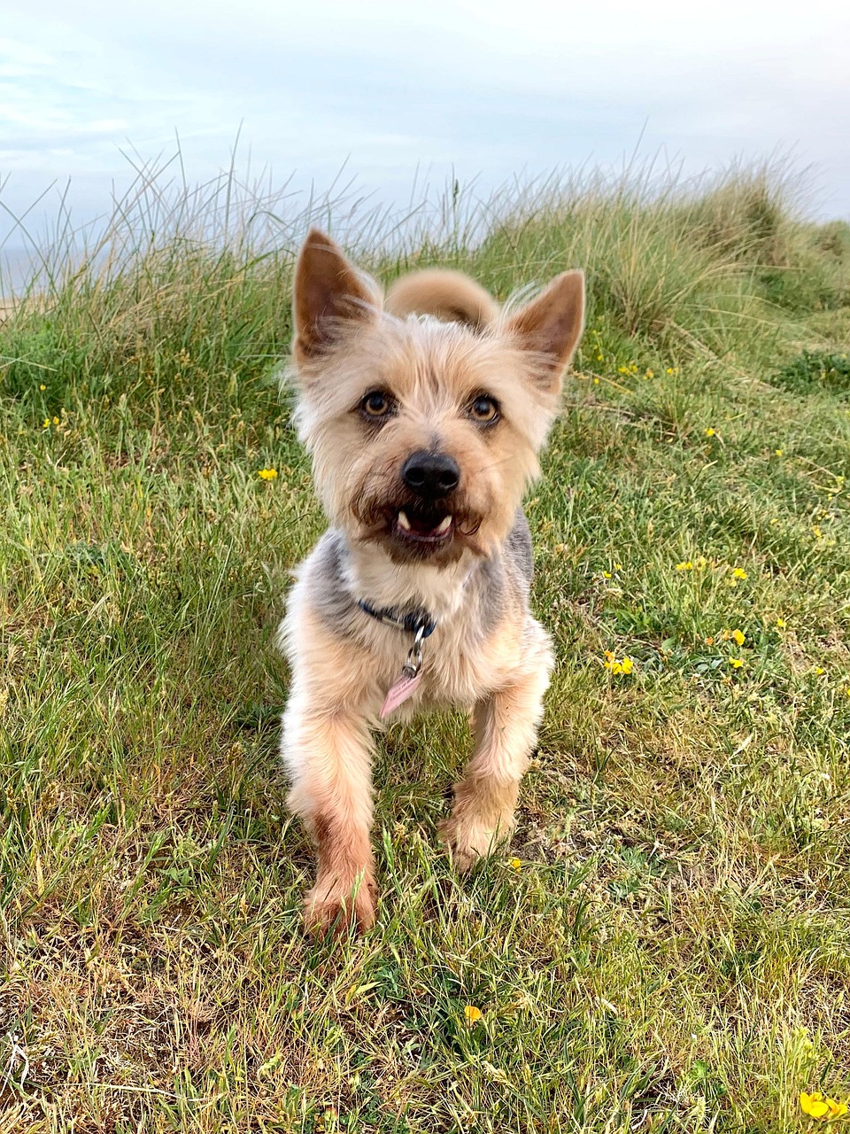 Chien Mignon Gazon Content - Photo gratuite sur Pixabay - Pixabay