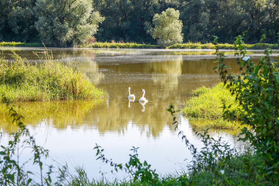 Swans Pond Wetland - Free photo on Pixabay - Pixabay