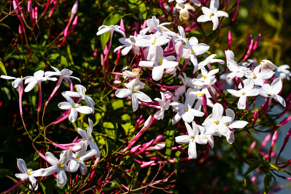 Pink Jasmine Flowers Plant - Free photo on Pixabay - Pixabay