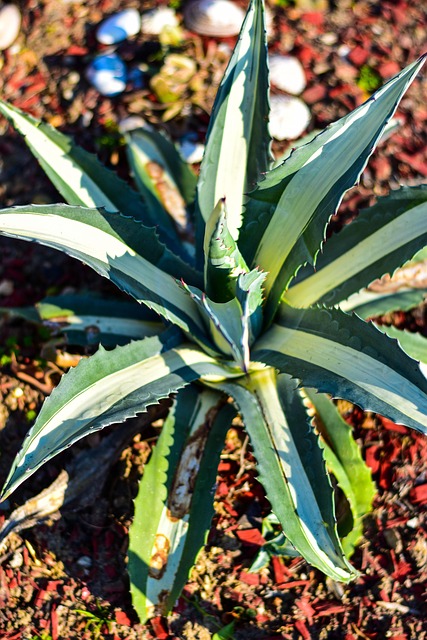 Succulent Century Plant American - Free photo on Pixabay - Pixabay