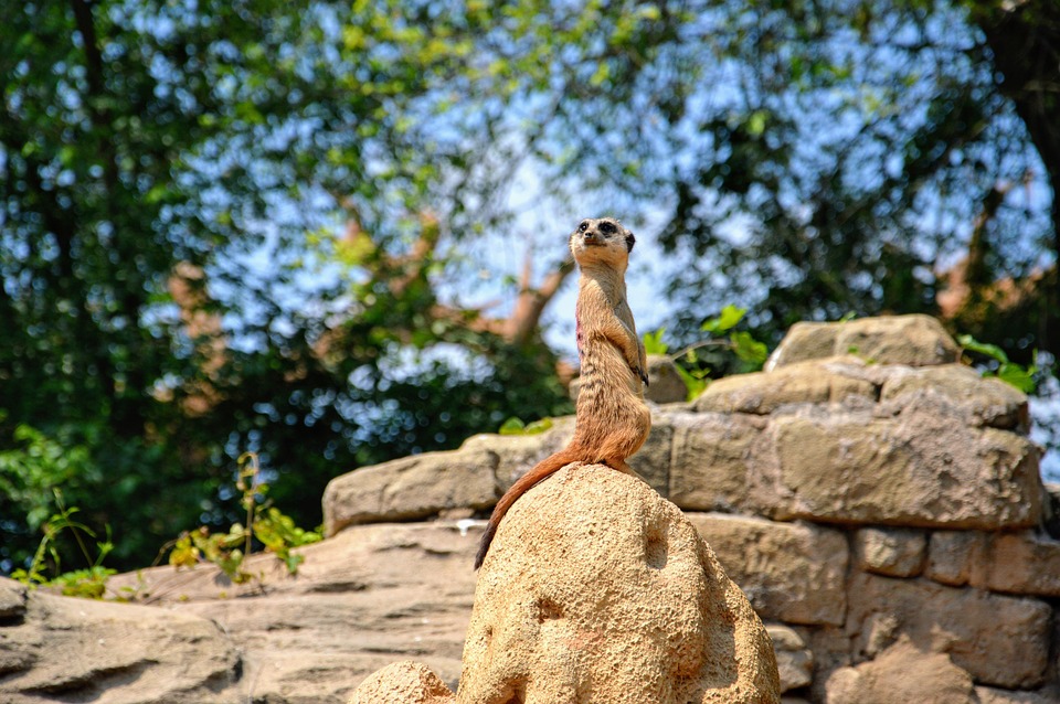 Meerkat Animal Wildlife - Free photo on Pixabay - Pixabay