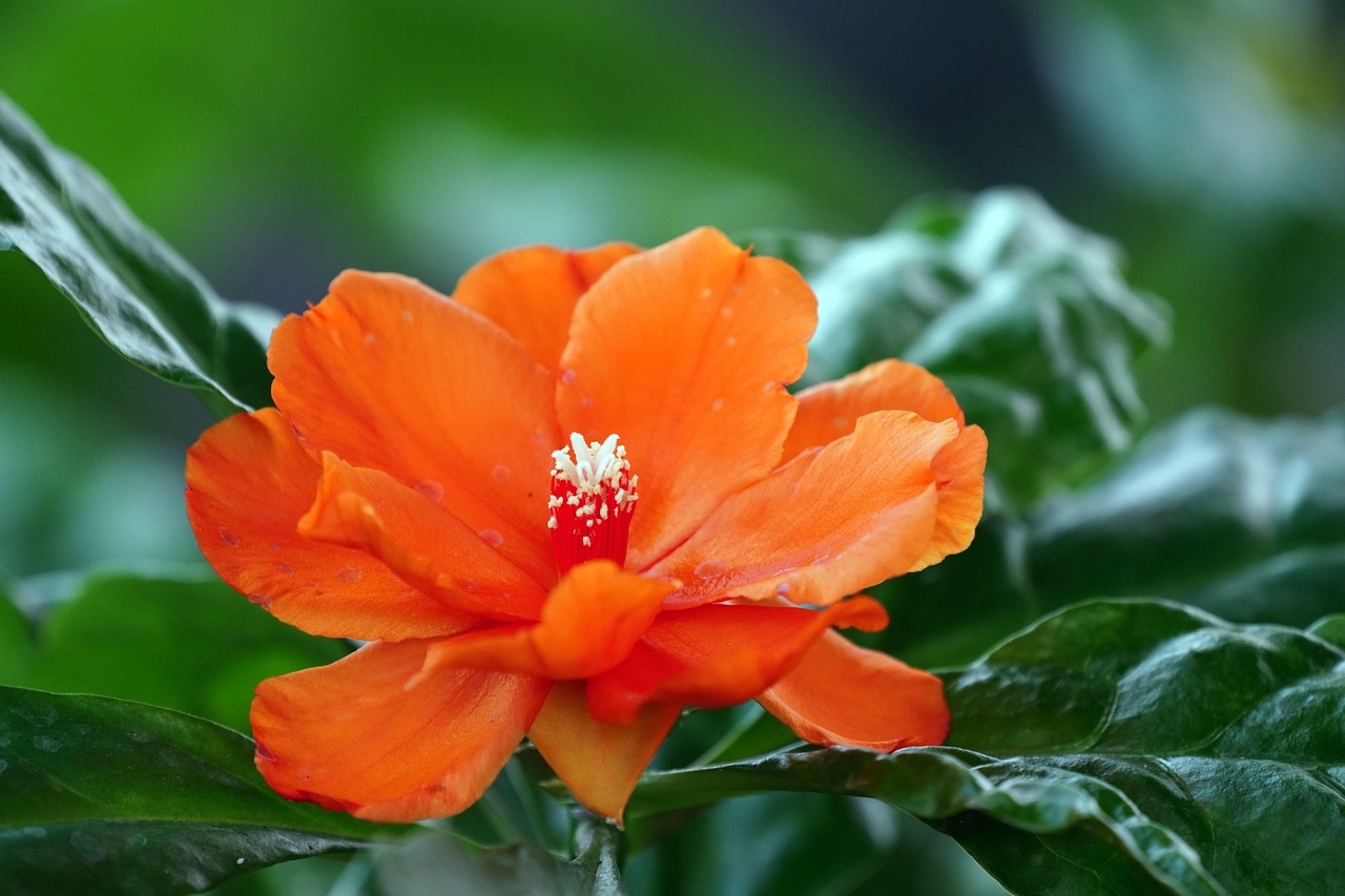 10+ Gambar Pereskia Sacharosa & Alam Gratis - Pixabay