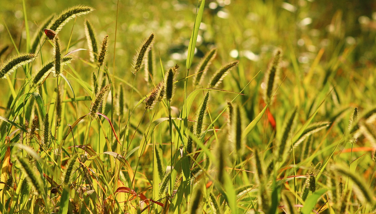 Grass Spikes Plants Cattail - Free photo on Pixabay