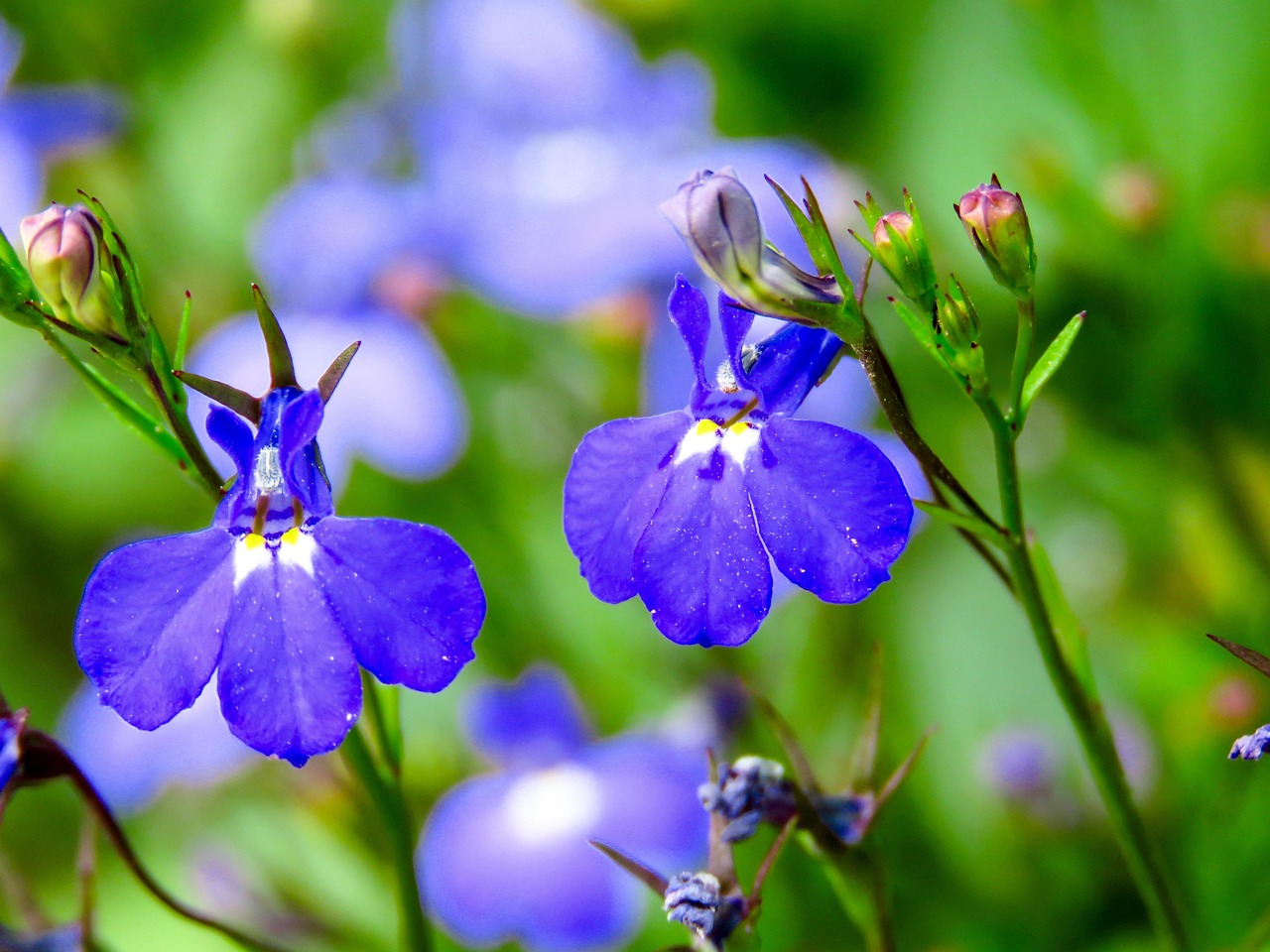 Lobélie Fleurs Les Plantes - Photo gratuite sur Pixabay - Pixabay