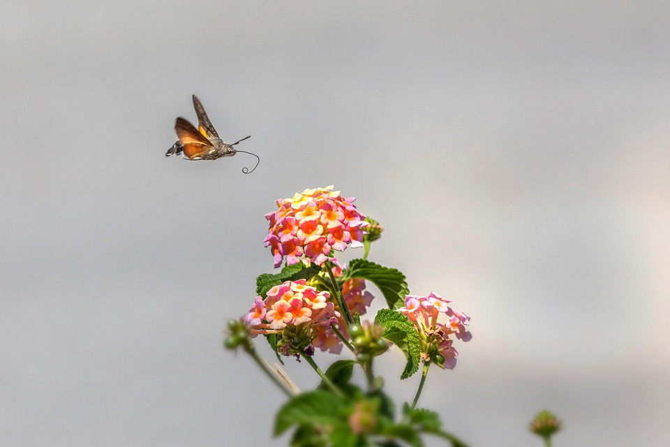 Hummingbird Hawk Moth Flowers - Free photo on Pixabay