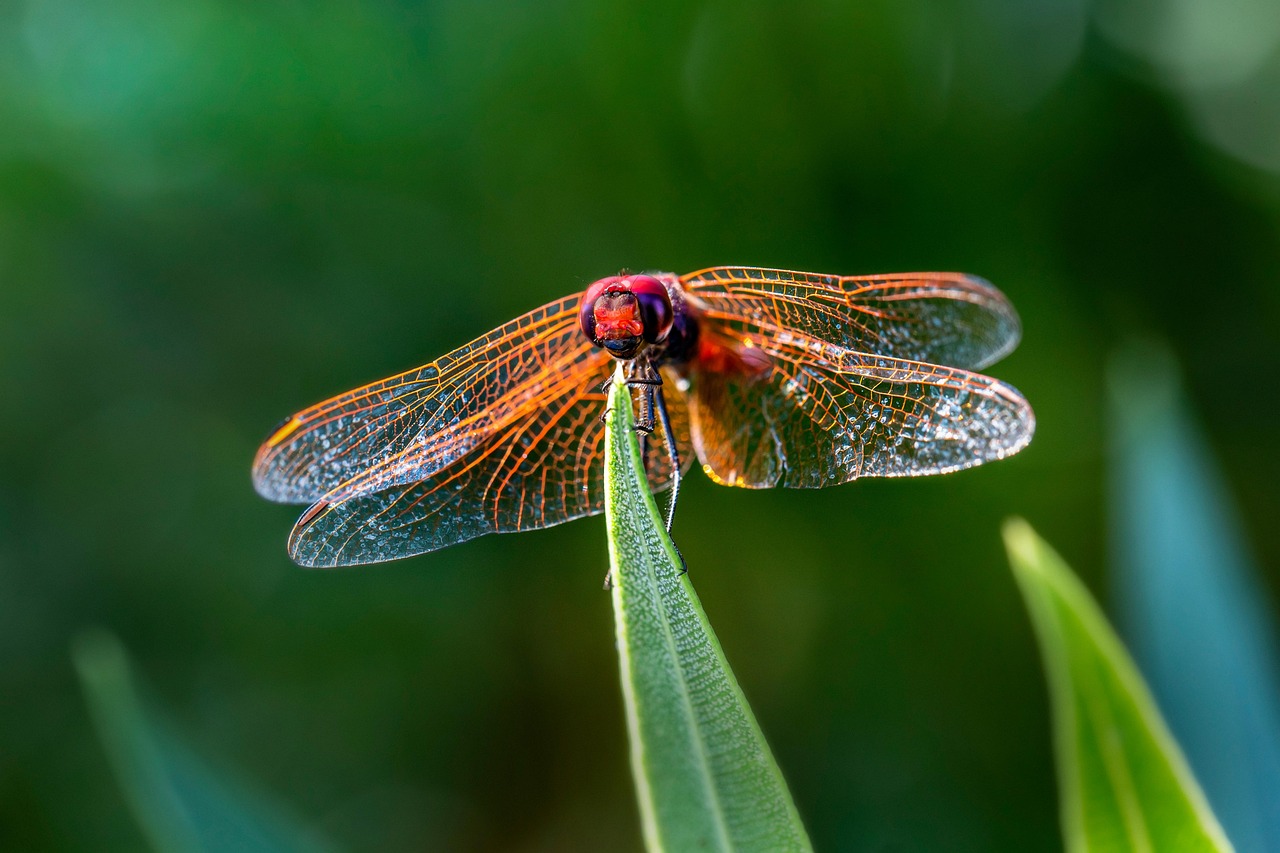 6,000+ Free Dragonflies & Dragonfly Images - Pixabay