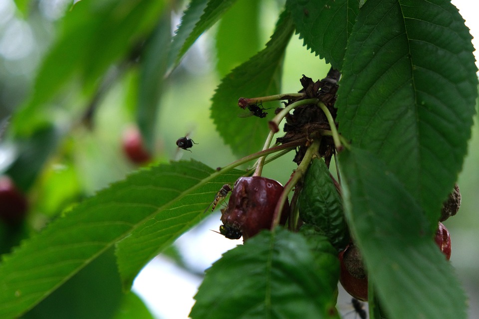 Cherry Tree Fruit - Free photo on Pixabay - Pixabay