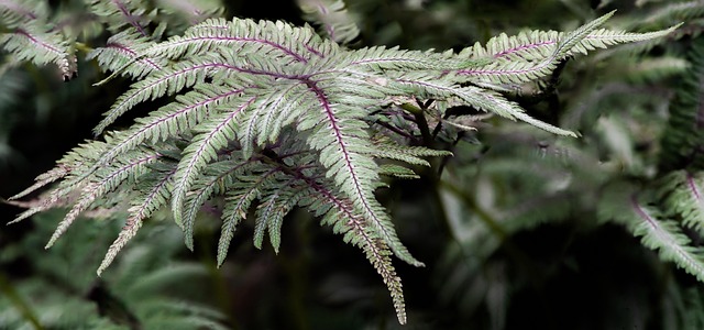 Fern Plant Blossom - Free photo on Pixabay - Pixabay