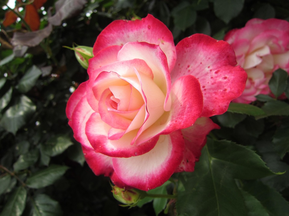 Rose Blomma Blommor Reste - Gratis foto på Pixabay - Pixabay