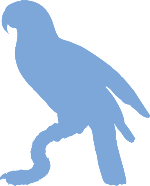 Burung Beo Surga Bayangan Hitam - Gambar vektor gratis di Pixabay - Pixabay