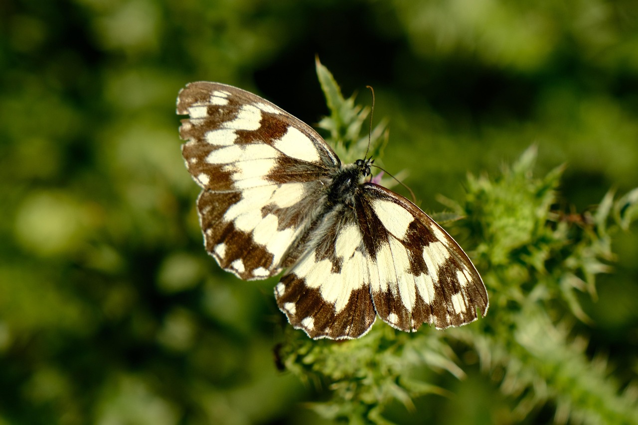 Insect Butterfly Entomology - Free photo on Pixabay - Pixabay