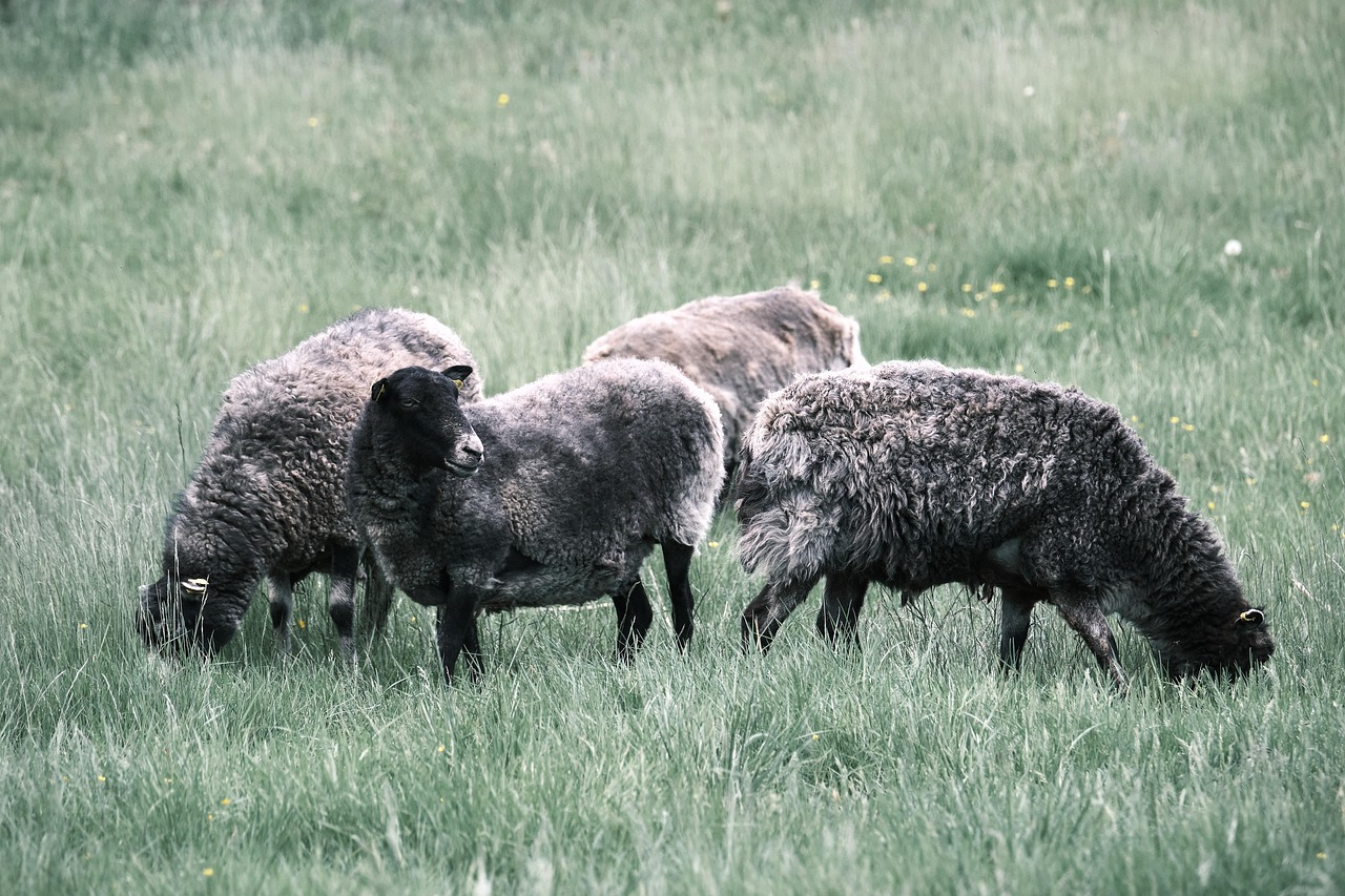 Animal Ovelha Gado - Foto gratuita no Pixabay - Pixabay