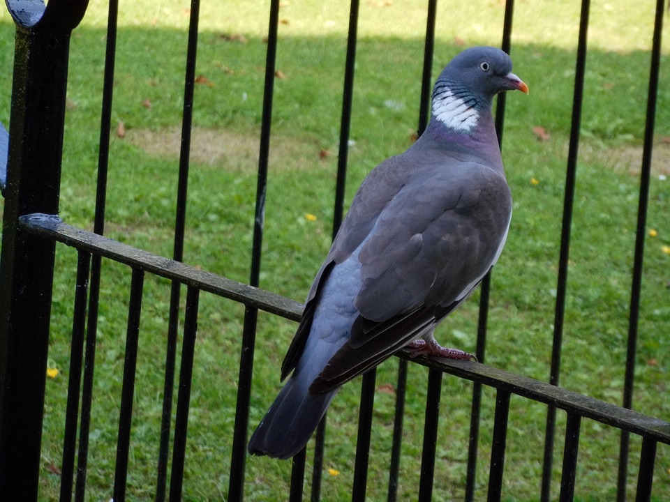 Wood Pigeon Bird - Free photo on Pixabay