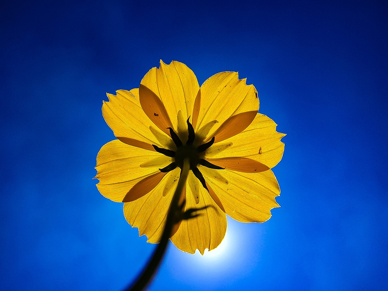 Bunga Kuning Lampu Latar Alam - Foto gratis di Pixabay - Pixabay