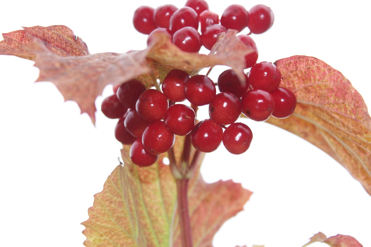 Viburnum Fruits Plant - Free photo on Pixabay - Pixabay