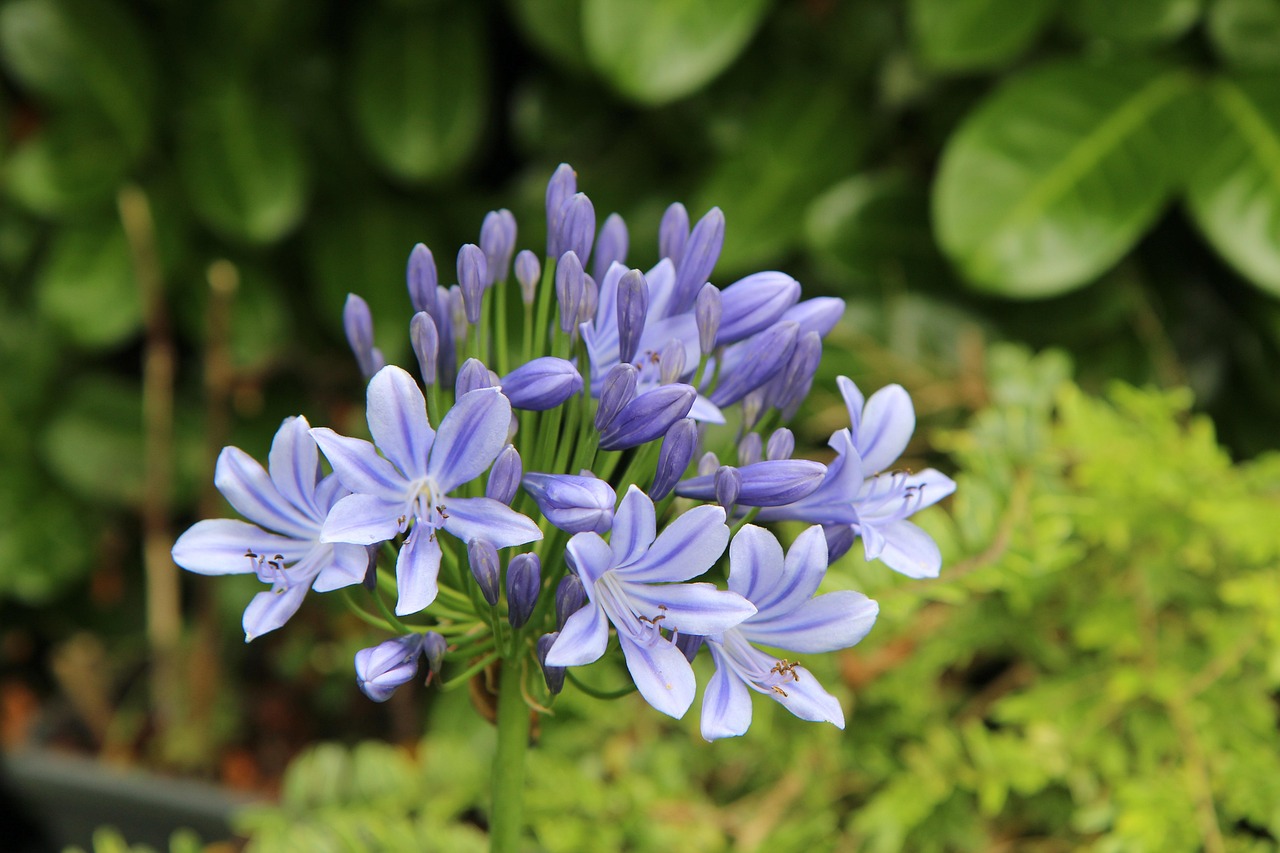 200+ Free Agapanthus & Nature Images - Pixabay