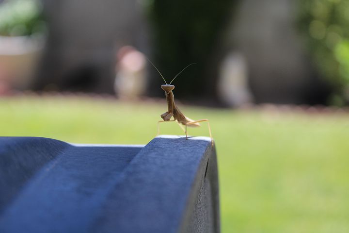 300+ Free Praying Mantis & Mantis Images - Pixabay