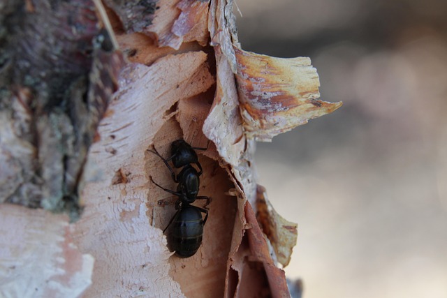 Fourmi Insecte Scarabée - Photo gratuite sur Pixabay - Pixabay