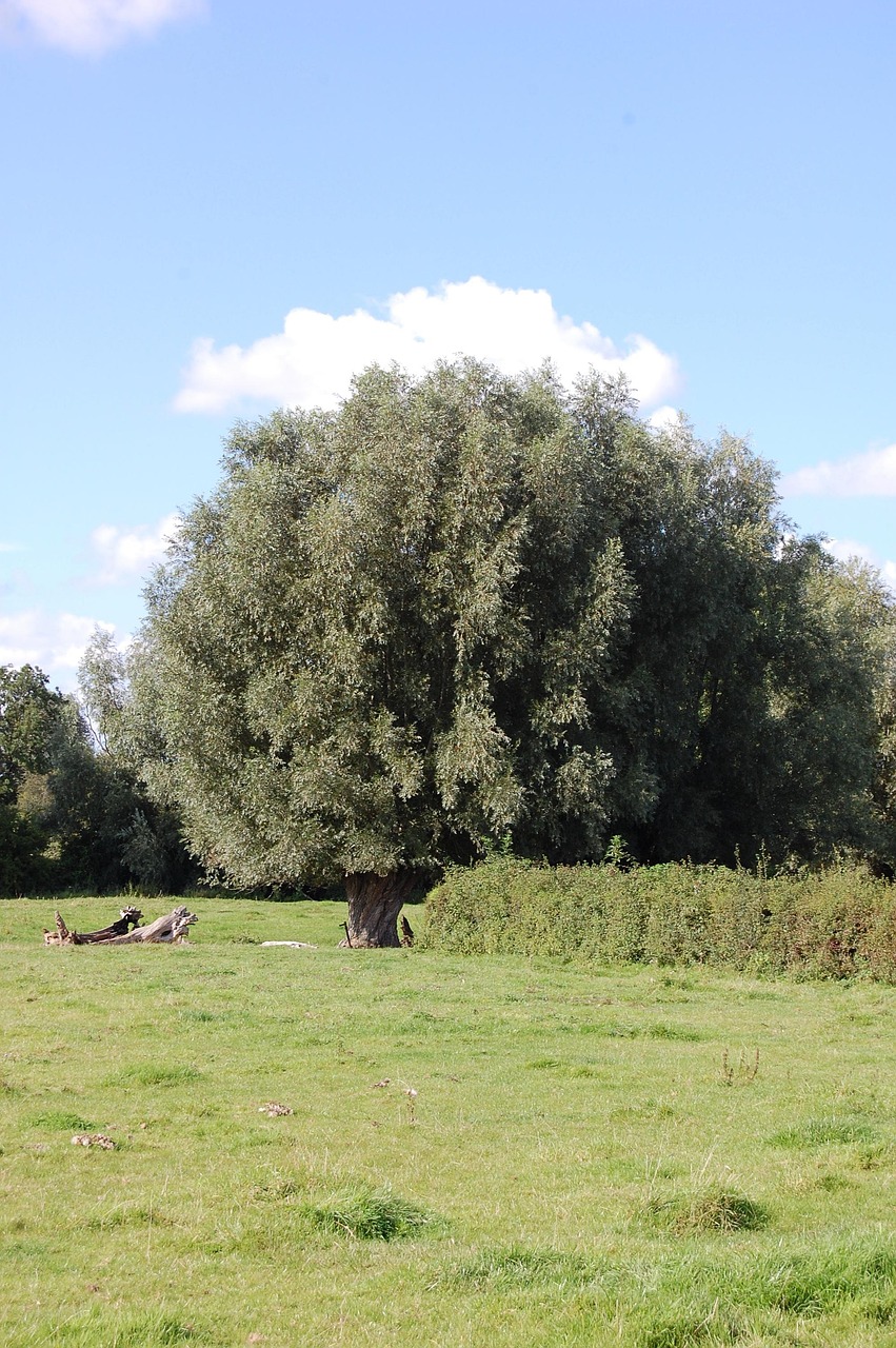 Arbre Sur Le Terrain Paysage - Photo gratuite sur Pixabay - Pixabay