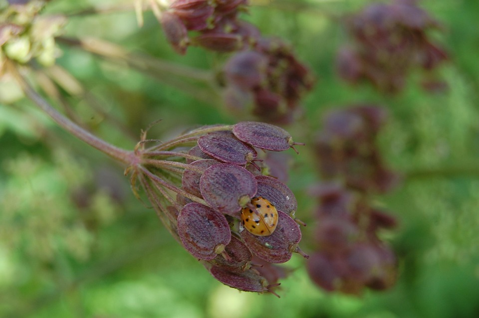 Ladybug Flowers Nature - Free photo on Pixabay - Pixabay