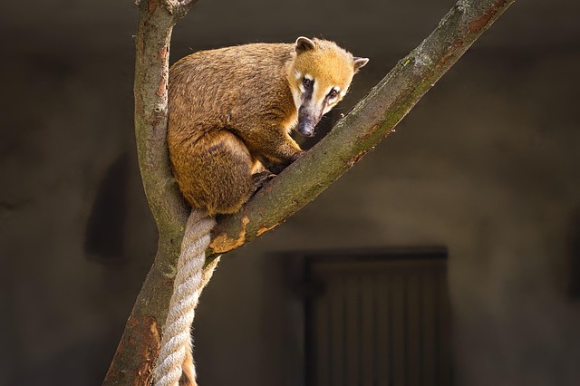 Mais de 80 imagens grátis de Quati e Natureza - Pixabay