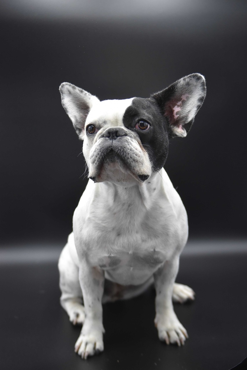 French Bulldog Dog Pet - Free photo on Pixabay