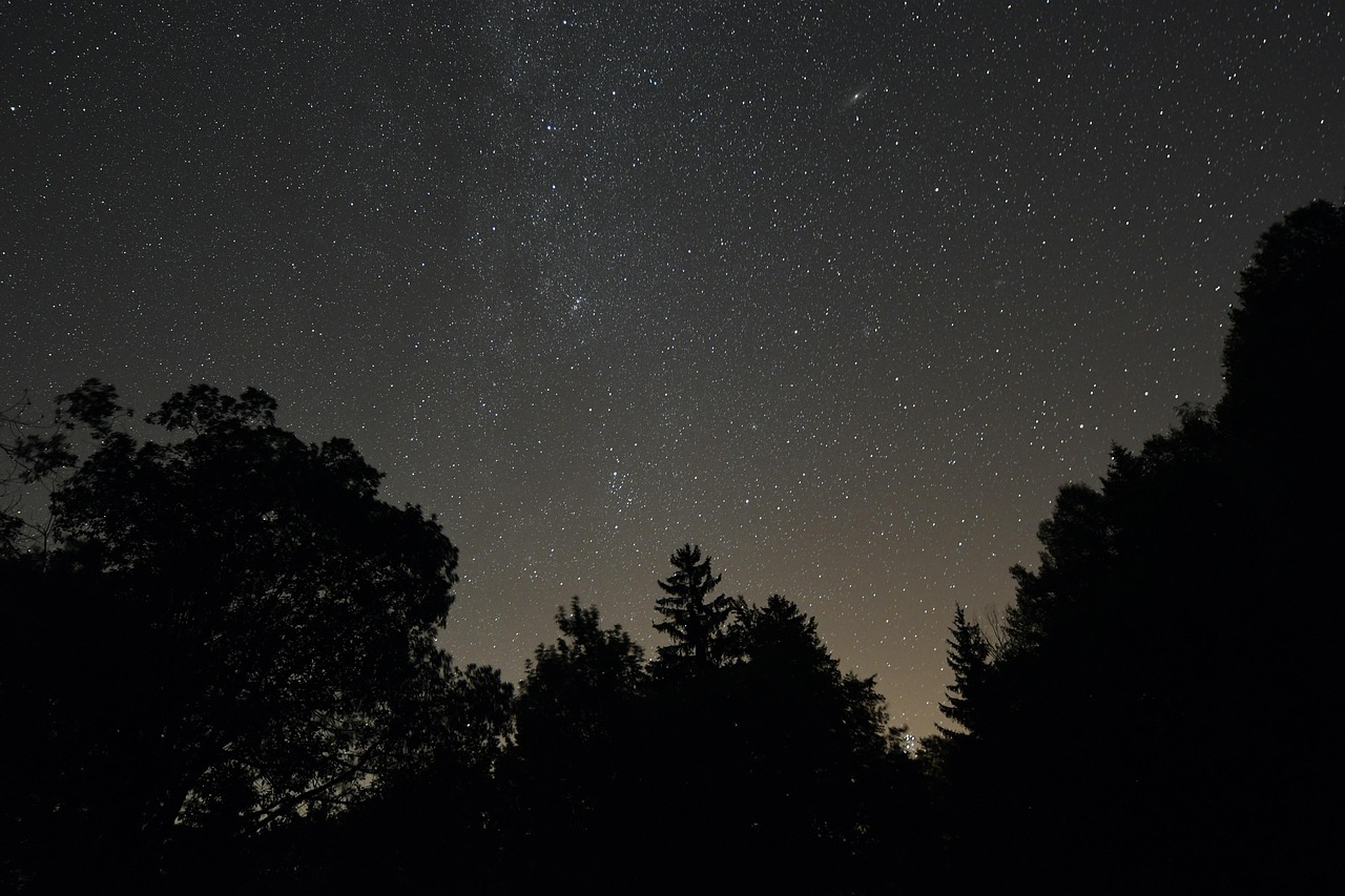 Night Sky Starry Forest - Free photo on Pixabay - Pixabay